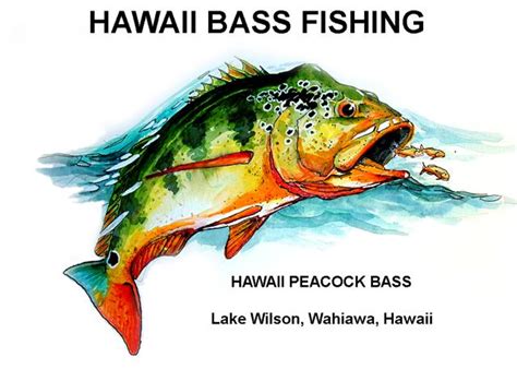 Welcome To Hawaii Bass Fishing The Best Fishing In Hawaii