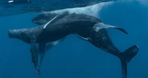 Humpback Whales Seen Having Sex For The First Time