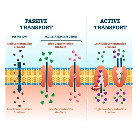 Virtual Lab Exploring Varieties Of Transporter Proteins In Cell