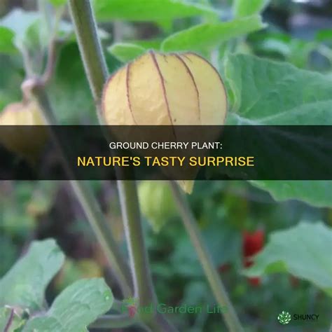 Ground Cherry Plant Natures Tasty Surprise Shuncy