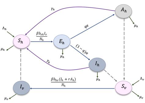 A Schematic Diagram For The Interaction And Transition Between The Download Scientific Diagram