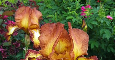 Tall Bearded Iris Spreckles ~ Heritage Irises