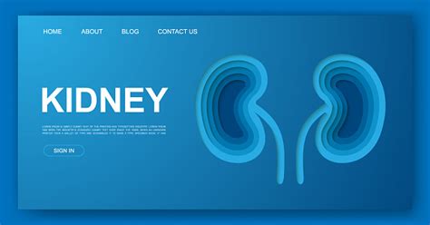 신장 3d 종이 컷 스타일 웹 사이트 템플릿 비뇨기 종이 컷 그림 방문 페이지 광고 페이지에 대한 내부 기관 기호 3차원 형태에