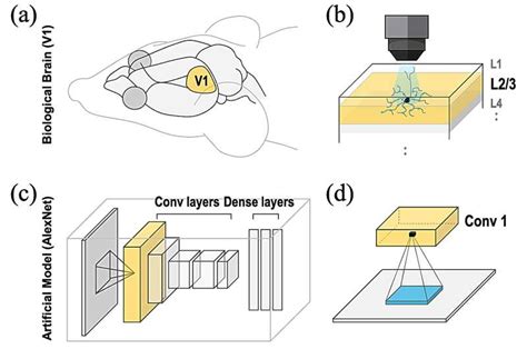 Brain Inspired Ai Technique Mimics Human Visual Processing To Enhance