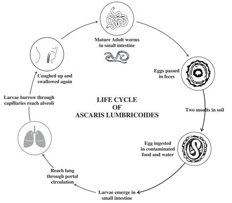 The Life Cycle Of Ascaris Lumbricoides Download Scientific Diagram