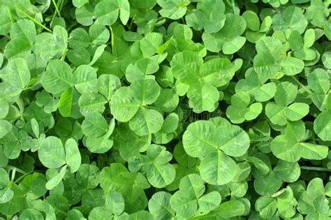 In The Spring Field Young Clover Grows Stock Image Image Of Leaf
