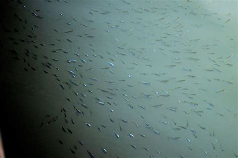 Researchers Advance Science Based Roadmap For Chesapeake Bay Menhaden