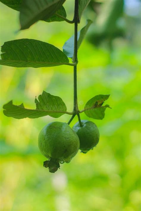Crystal Guava Or Psidium Guajava Stock Photo Image Of Health Farm 244584164