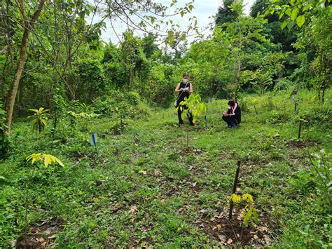 Monitoring Threatened Tree Species Philippines Botanic Gardens