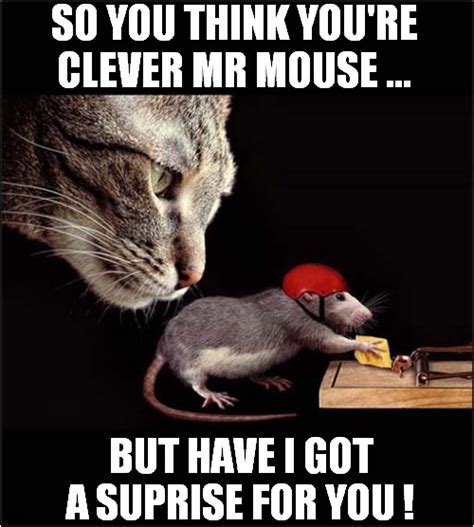 Grasshopper Mouse Memes Mouse Exploding A Cat Imgflip