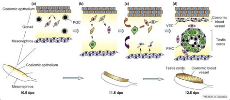 Sex Determination And SRY Down To A Wink And A Nudge Trends In Genetics