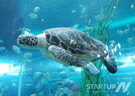 멸종위기 바다 거북 제주 푸른바다 누빈다