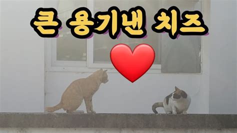 애정 전선 문제 많다 담장 위 고양이 커플 결말은 장수 5일장에서 만난 냥이들 Youtube
