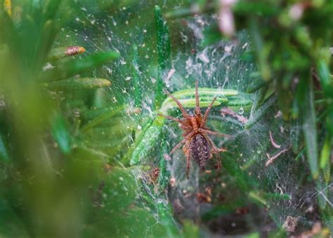 Premium Photo Labyrinth Spider In Its Web