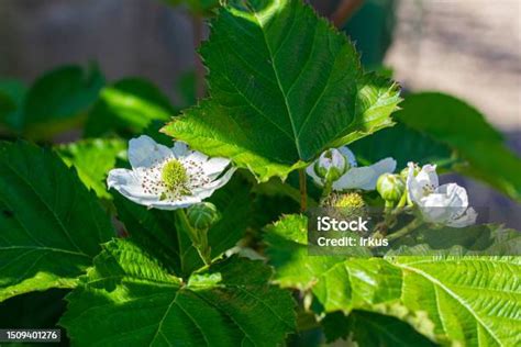 여름에는 블랙 베리 꽃이 피었습니다 고향 시골 생태 정원에 있는 식물 가지 다가오는 열매 개화기에 대한 스톡 사진 및 기타
