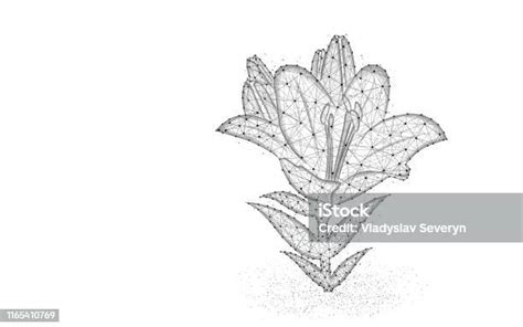 백합 꽃 낮은 폴리 디자인 정원 구근 식물 추상 기하학적 이미지 흰색 배경에 포인트와 선으로 만든 꽃 와이어 프레임 메쉬 다각형