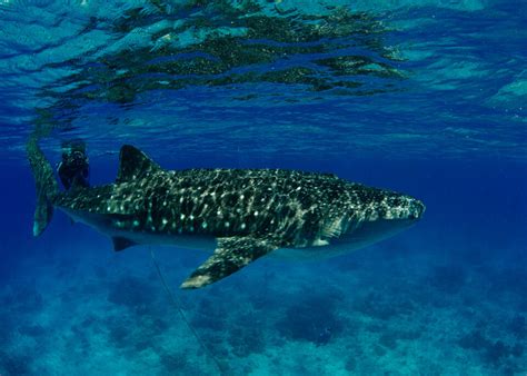 뉴스펀딩횟감된 멸종위기종③ 한국 상어 57가 멸종위기종