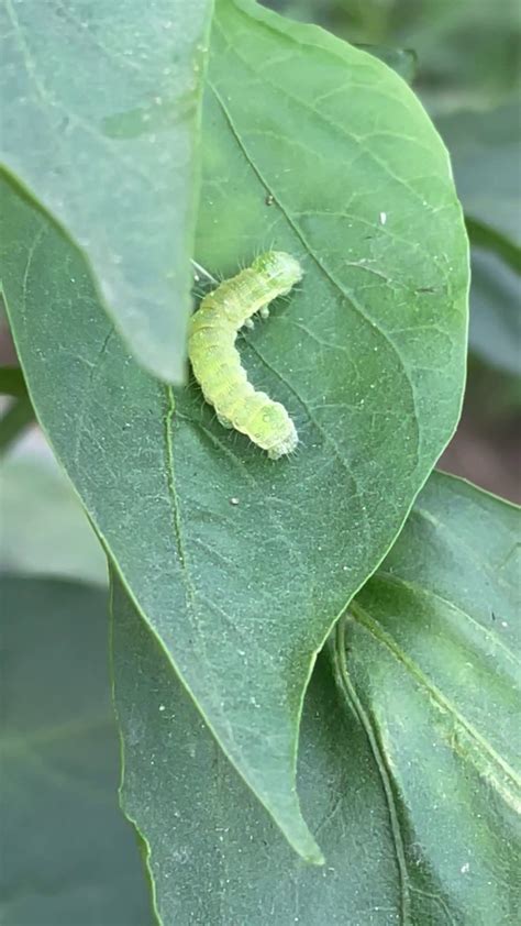 Capsicum Instance Segmentation Model By Ak