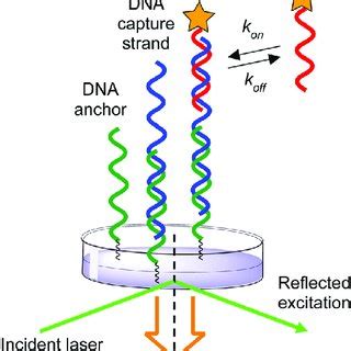 Schematic Of Experimental Setup Illustrating The Anchor DNA Download Scientific Diagram