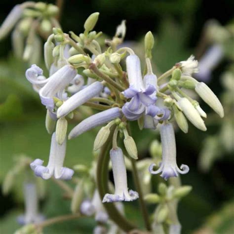 Buy Quality Clematis And Climbersthorncroft Clematis Superior Quality