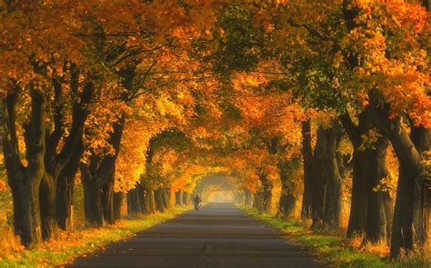 Nature Landscape Road Trees Tunnel Fall Grass Wallpapers Hd Desktop And Mobile Backgrounds