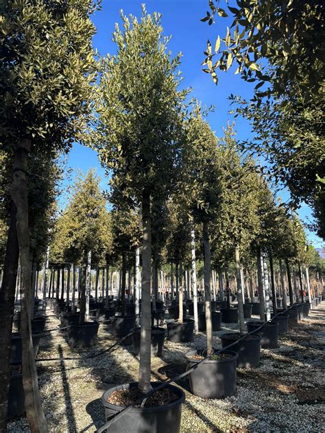 Quercus Ilex Prosman Planten