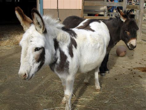Disgusting Teenager Caught Red Handed Having Sex With Neighbour S Donkey The Trent