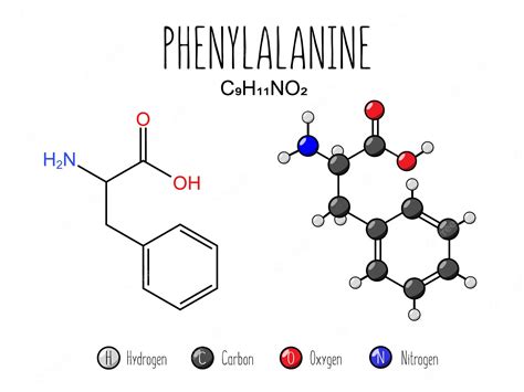 Premium Vector Phenylalanine Amino Acid Representation