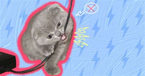 Why Do Cats Keep Chewing Through Cords DodoWell The Dodo
