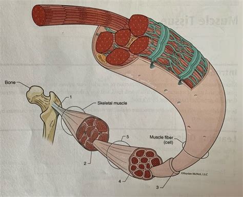 Aandp Lab Muscle Tissue And Muscular System Flashcards Quizlet