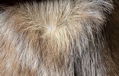 English Cocker Spaniel Puppy With Sable Coat