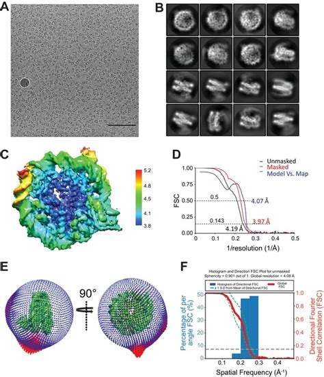 Figures And Data In Decoding The Centromeric Nucleosome Through Cenp N Elife