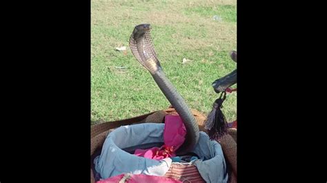 کن کوبرا سانپ اگر کسی کو ڈس مارے تو اس کو کیا کرنا چاہیے اس ویڈیو میں دیکھیے Youtube