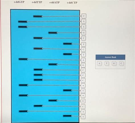 Solved Attempt 1 Interpret The Dideoxy Chain Terminating