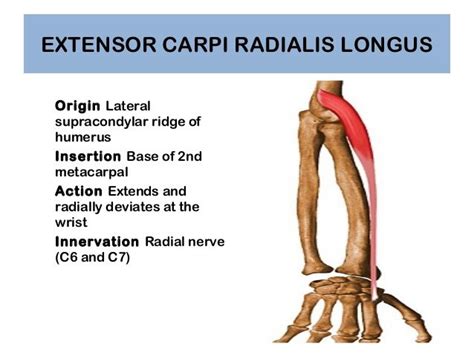 Extensor Carpi Radialis Longus Anatomy Origin Inserti
