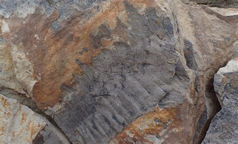 Scientists Unearthed A 326 Million Year Old Car Sized Millipede Fossil