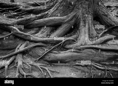 Tree Roots Pattern High Resolution Stock Photography And Images Alamy