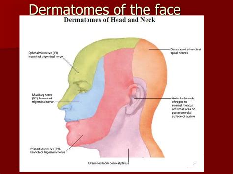 Anatomy Of The Head And Neck Lecture 1 Ppt