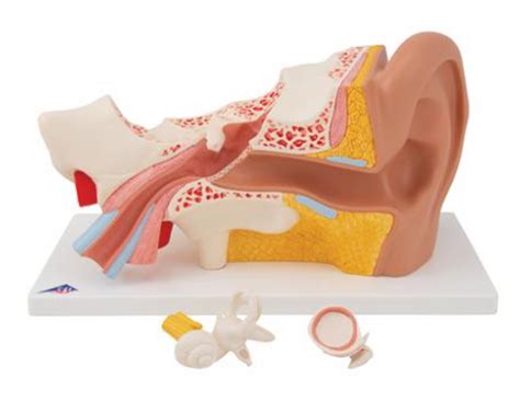 3b Scientific Ear Model 3 Times Life Size 4 Part