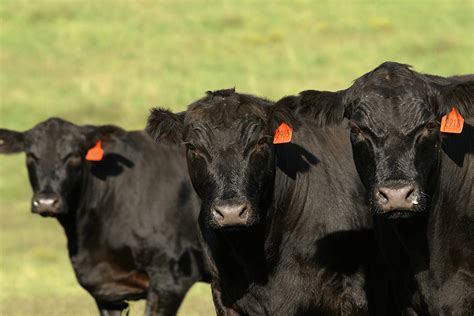 About National Biosecurity Training Hub