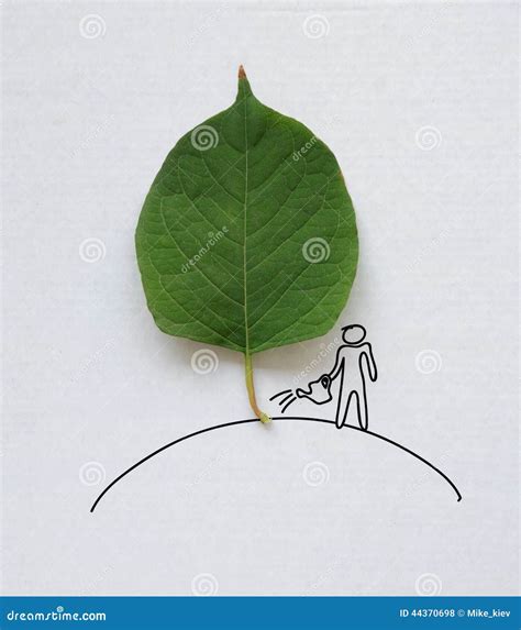 Man Watering A Tree Stock Photo Image Of Watering Growth 44370698