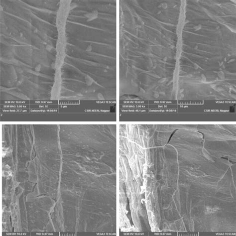 A Scanning Electron Micrograph Sem For Luffa Cylindrica Fibers At 5