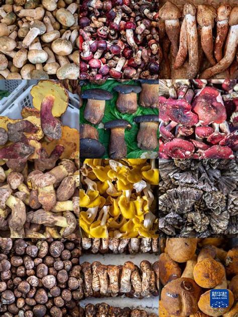 포토 윈난 시장을 가득 채운 제철 맞은 야생 버섯 7