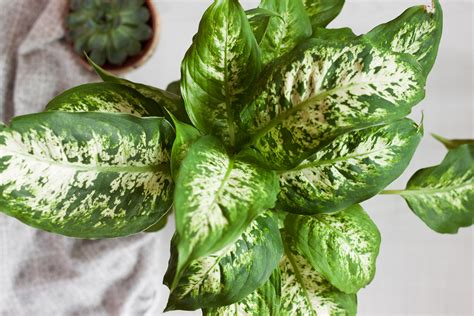 Diffenbachia - piękna i toksyczna | Martyna Czernicki