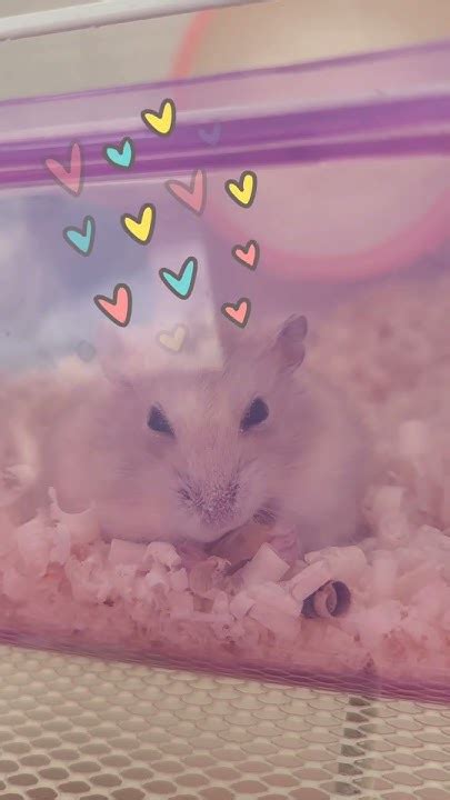 귀여운 햄찌의 먹방🐹 Youtube