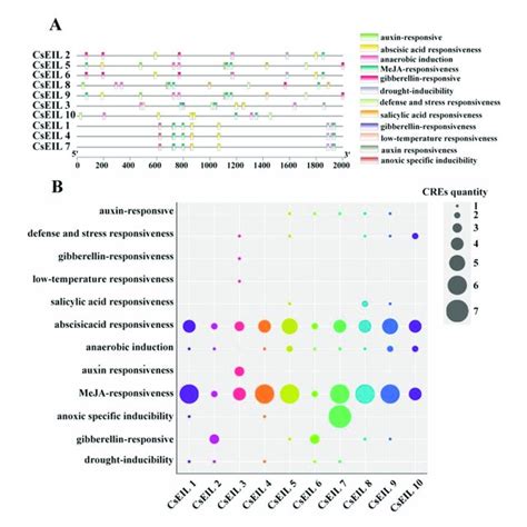 analysis of cis regulatory elements in the cseil gene promoter