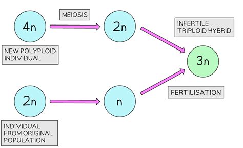 Speciation In Plants Ib Hl Biology Revision Notes