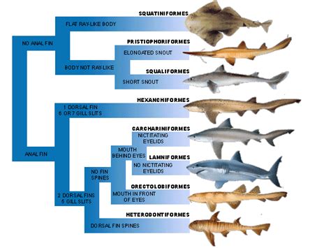 What Classification Is The Shark
