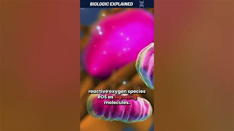 The Principle Of Mitohormesis Youtube