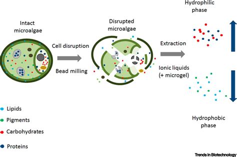 Multiproduct Microalgae Biorefineries Mediated By Ionic Liquids Trends